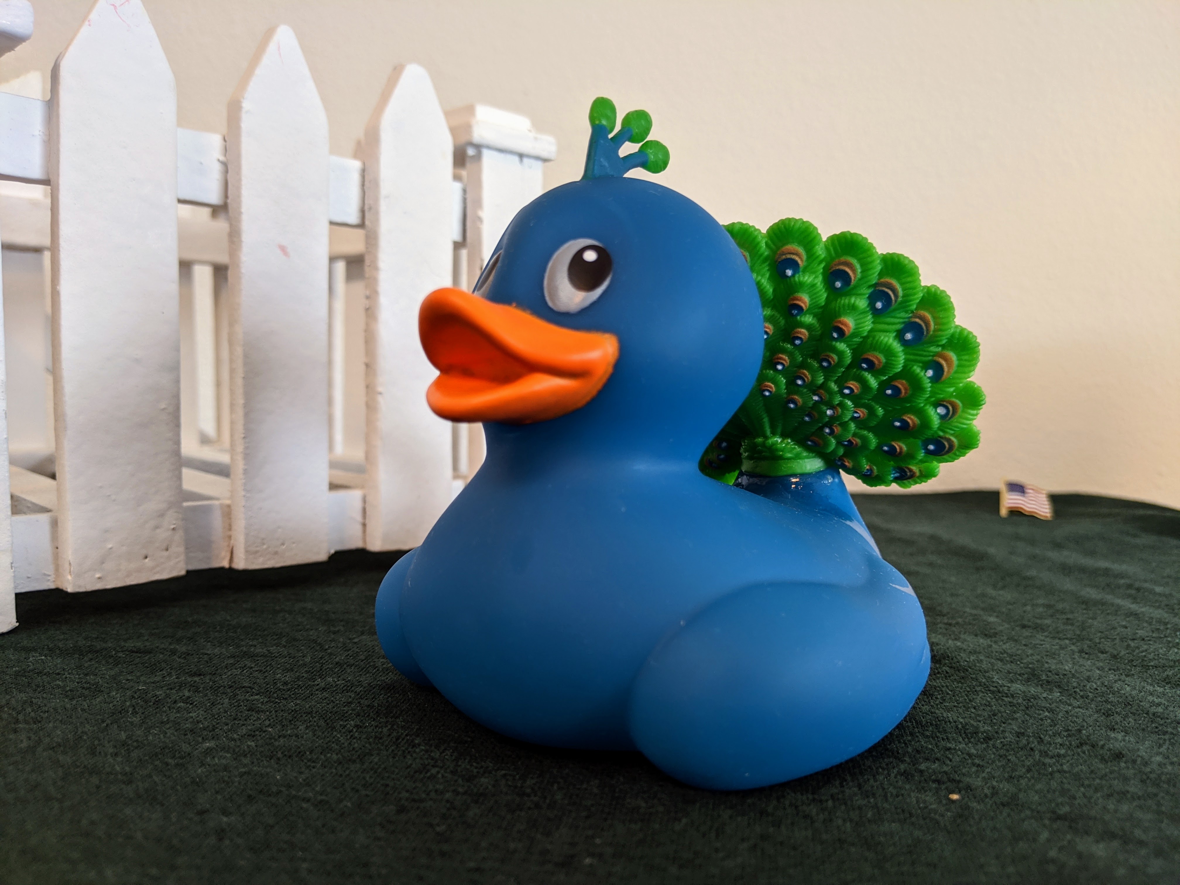 Peacock Duck – Duck of the Day