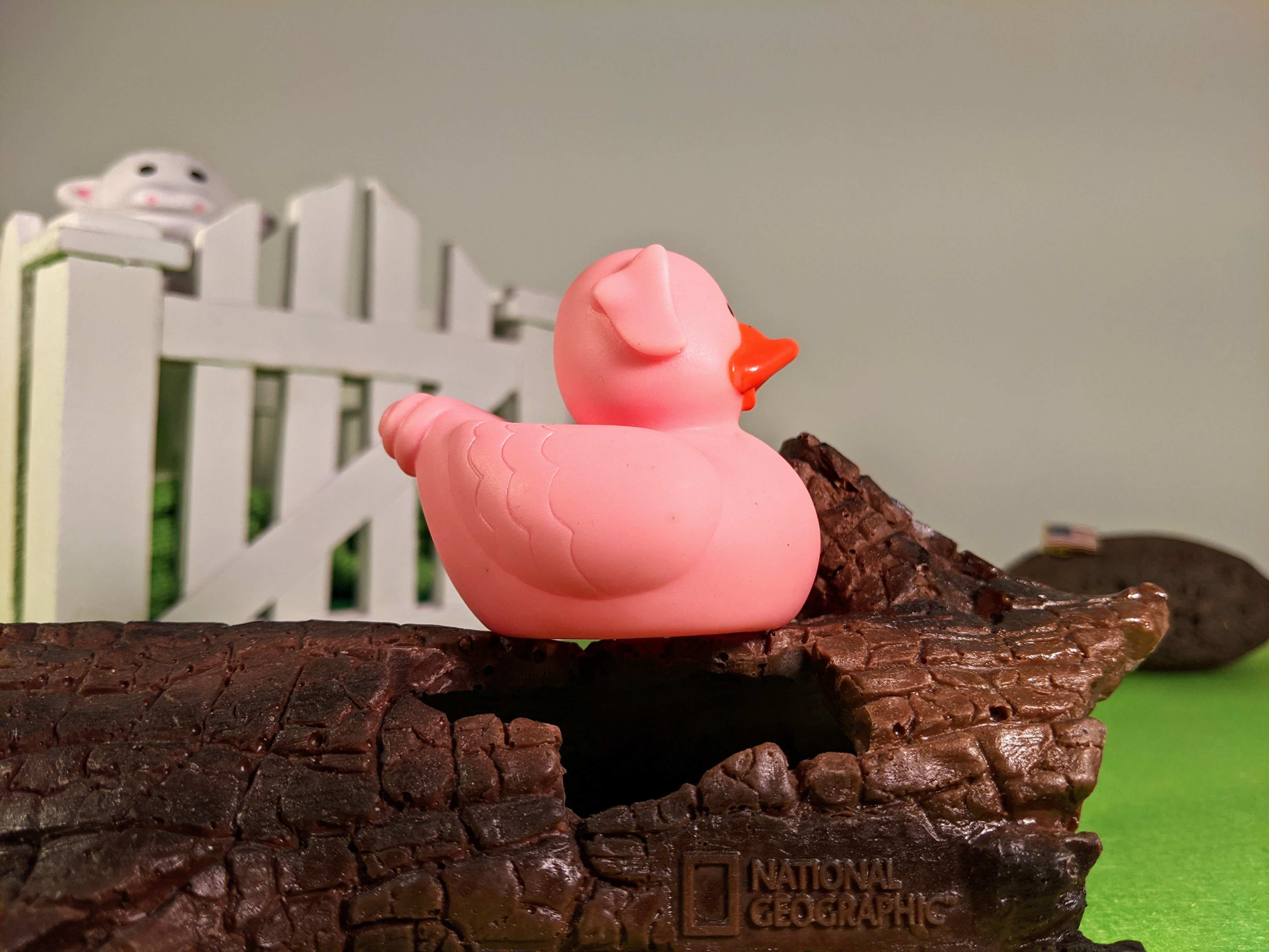 Pig Ducky – Duck of the Day